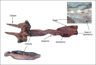 Shark Sex: Reproduction, Double Penises, Hybrids and Virgin Birth | Sea ...