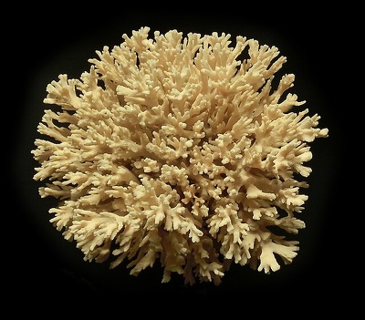 Types and Species of Hard and Soft Coral | Sea Life, Islands and ...