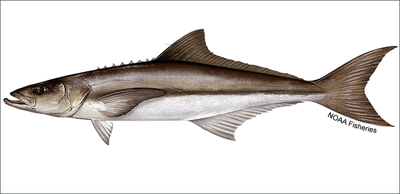 Sport Fish: Mahi Mahi, Amberjack, Tarpon | Sea Life, Islands and ...