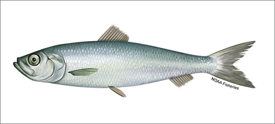 Small Commercial Fishing Fish: Anchovies, Menhaden, Sardines and ...