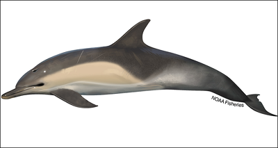Common Dolphins: Characteristics, Behavior and Short- and Long-Beaked ...