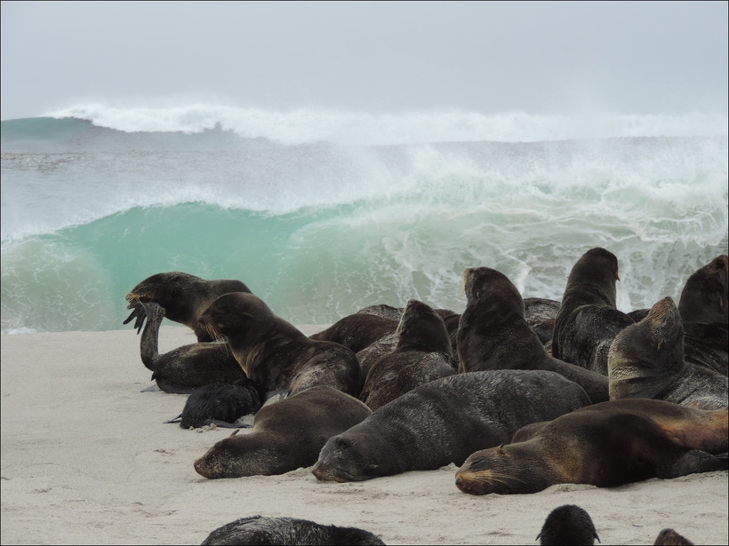 Northern Fur Seals: Characteristics, Behavior, Reproduction | Sea Life ...