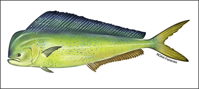 Sport Fish: Mahi Mahi, Amberjack, Tarpon | Sea Life, Islands and ...
