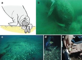 Walruses: Characteristics, Tusks, Diet, Behavior, Reproduction | Sea ...
