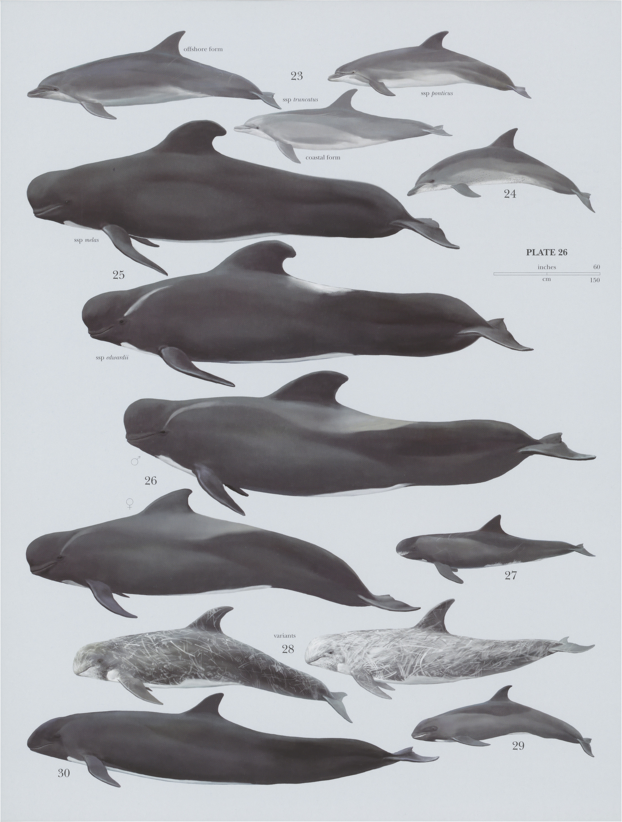 Pilot Whales — Long-Finned, Short-Finned — Characteristics and Behavior ...
