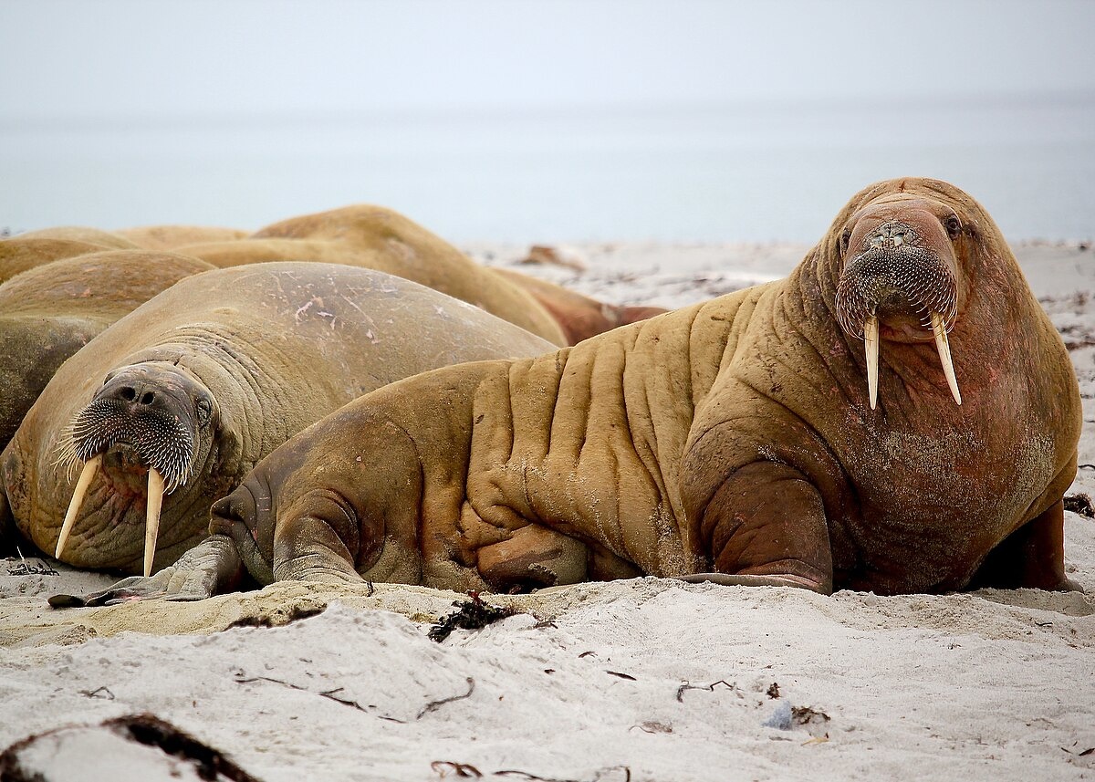 Walruses: Characteristics, Tusks, Diet, Behavior, Reproduction | Sea ...