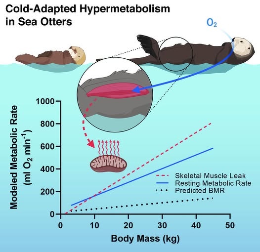 Sea Otters: Characteristics, Behavior and Reproduction | Sea Life ...