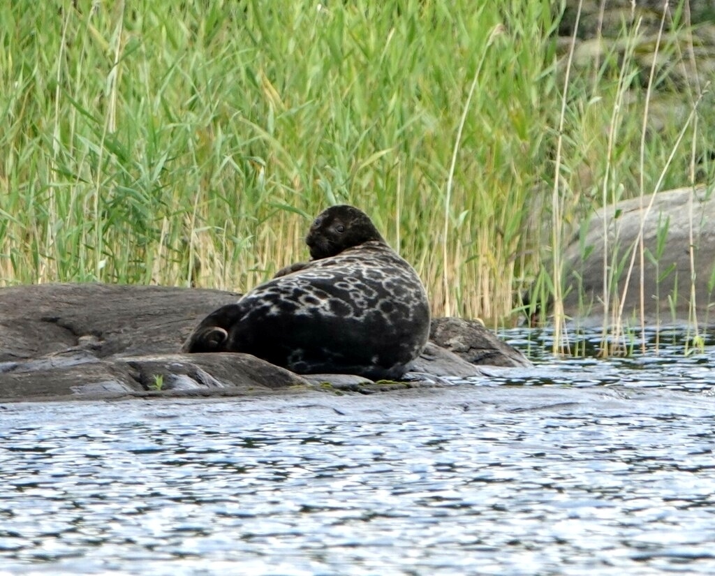 Ringed Seals: Characteristics, Behavior and Reproduction | Sea Life ...