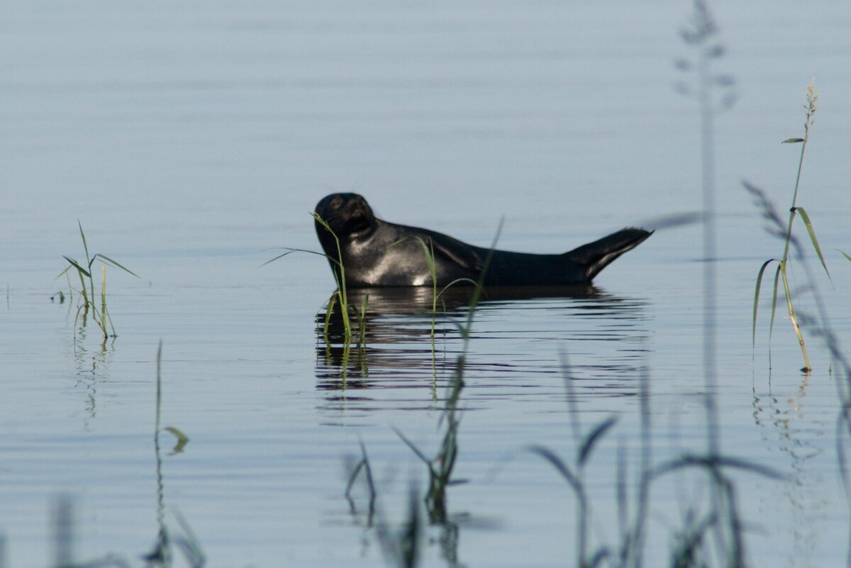 Ringed Seals: Characteristics, Behavior and Reproduction | Sea Life ...