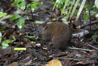 Rat-Kangaroos: Species, Characteristics, Behavior and Reproduction ...