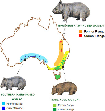 Wombats: Characteristics, Behavior and Reproduction | Sea Life, Islands ...