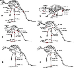 Wallabies: Types, Characteristics, Behavior, Reproduction | Sea Life ...