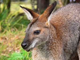 Wallaby Species | Sea Life, Islands and Oceania — Facts and Details