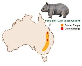 Northern Hairy-Nosed Wombats: Endangered, Characteristics, Behavior ...
