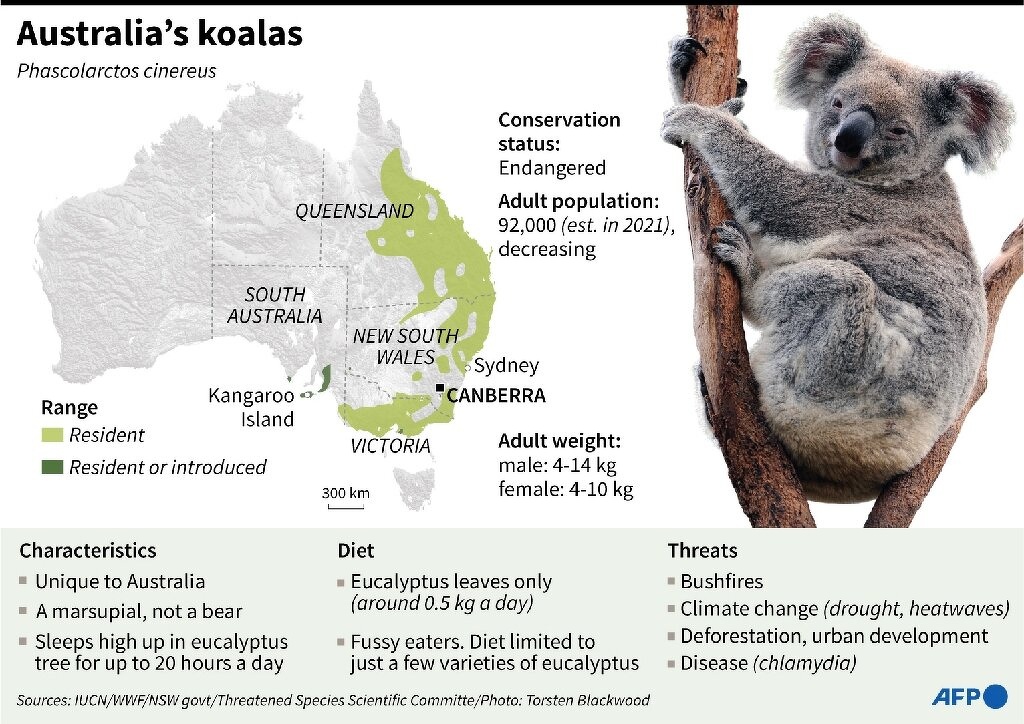 Endangered Koalas: Threats, Fires, Disease | Sea Life, Islands and ...