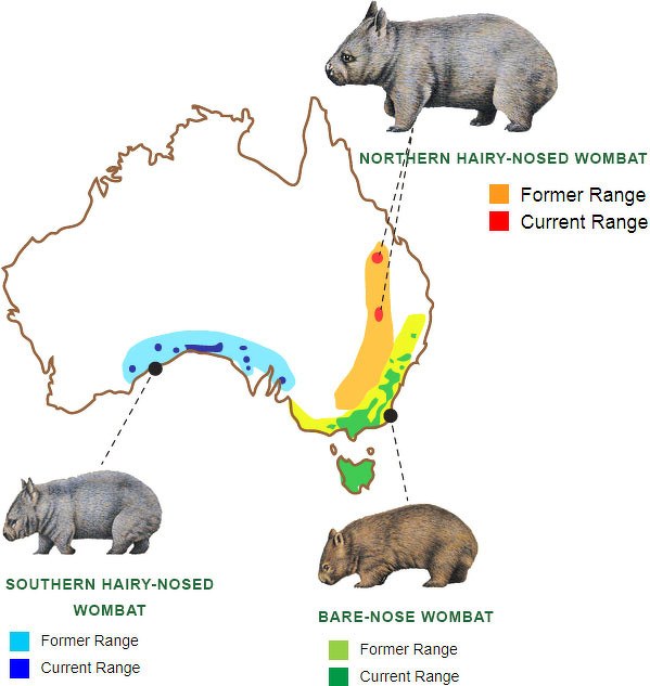 Wombats: Characteristics, Behavior and Reproduction | Sea Life, Islands ...