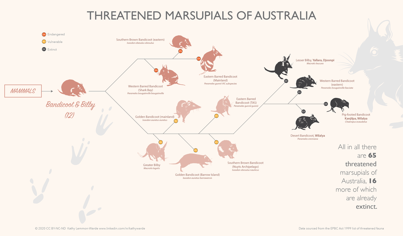 Marsupials in Australia | Sea Life, Islands and Oceania — Facts and Details