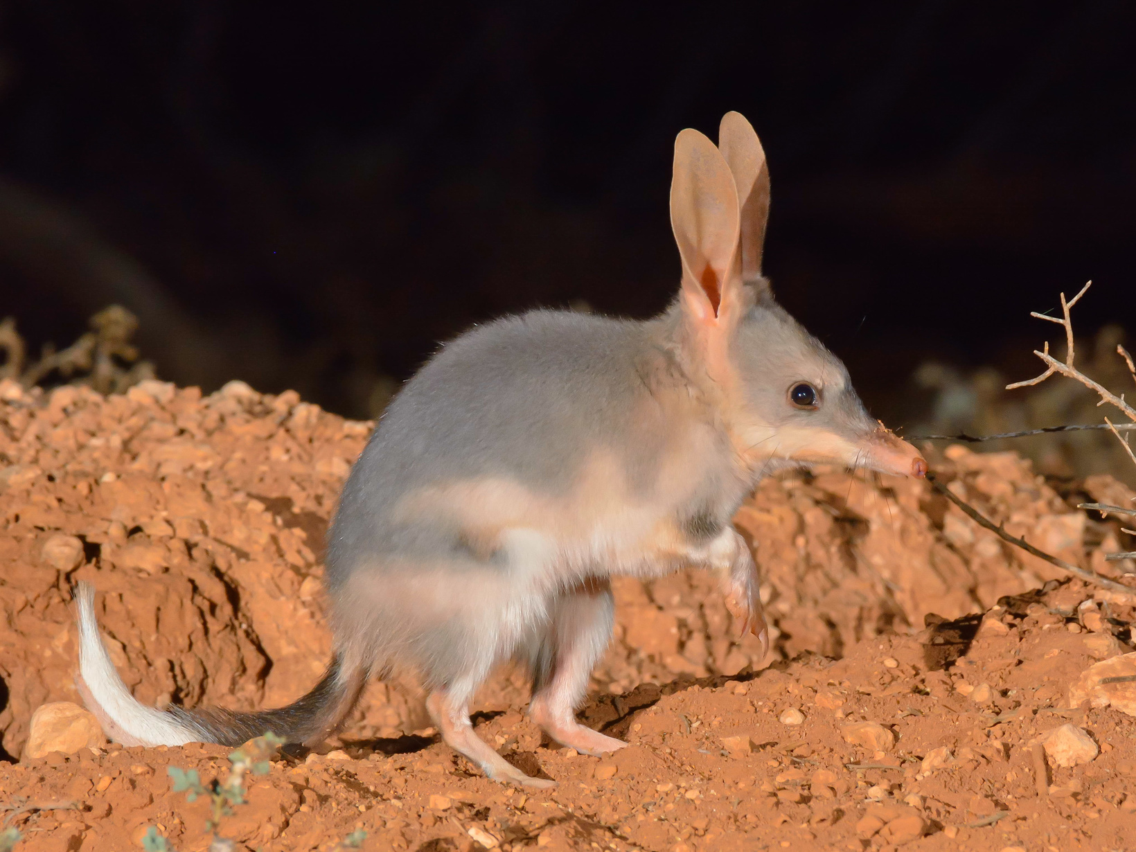 Bilbies: Characteristics, Species Behavior and Reproduction | Sea Life ...