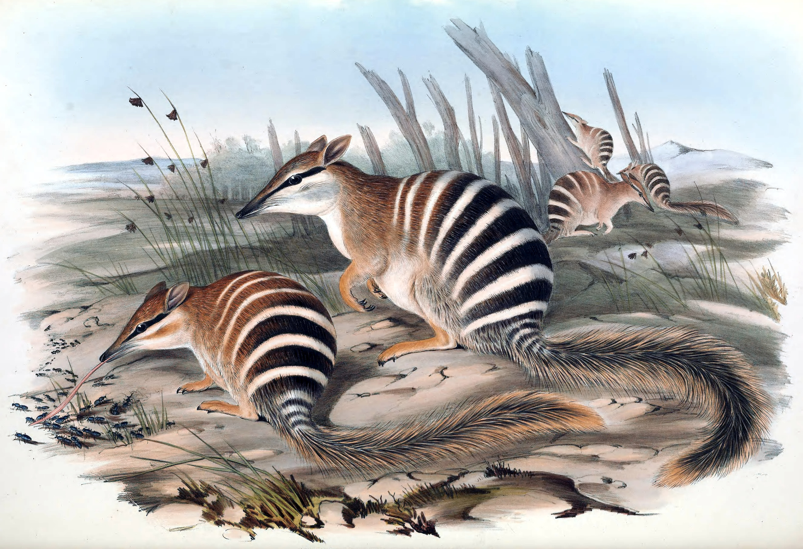 Numbats: Characteristics, Behavior and Reproduction | Sea Life, Islands ...