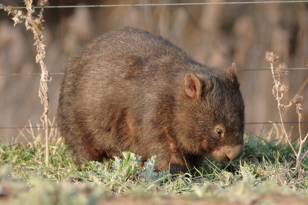 Wombat Species: Common (Bare-Nosed) and Hairy-Nosed Ones | Sea Life ...