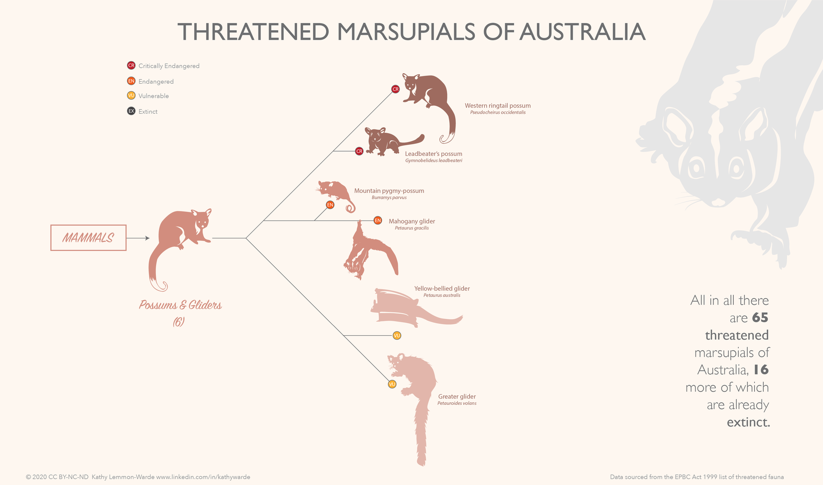 Marsupials in Australia | Sea Life, Islands and Oceania — Facts and Details