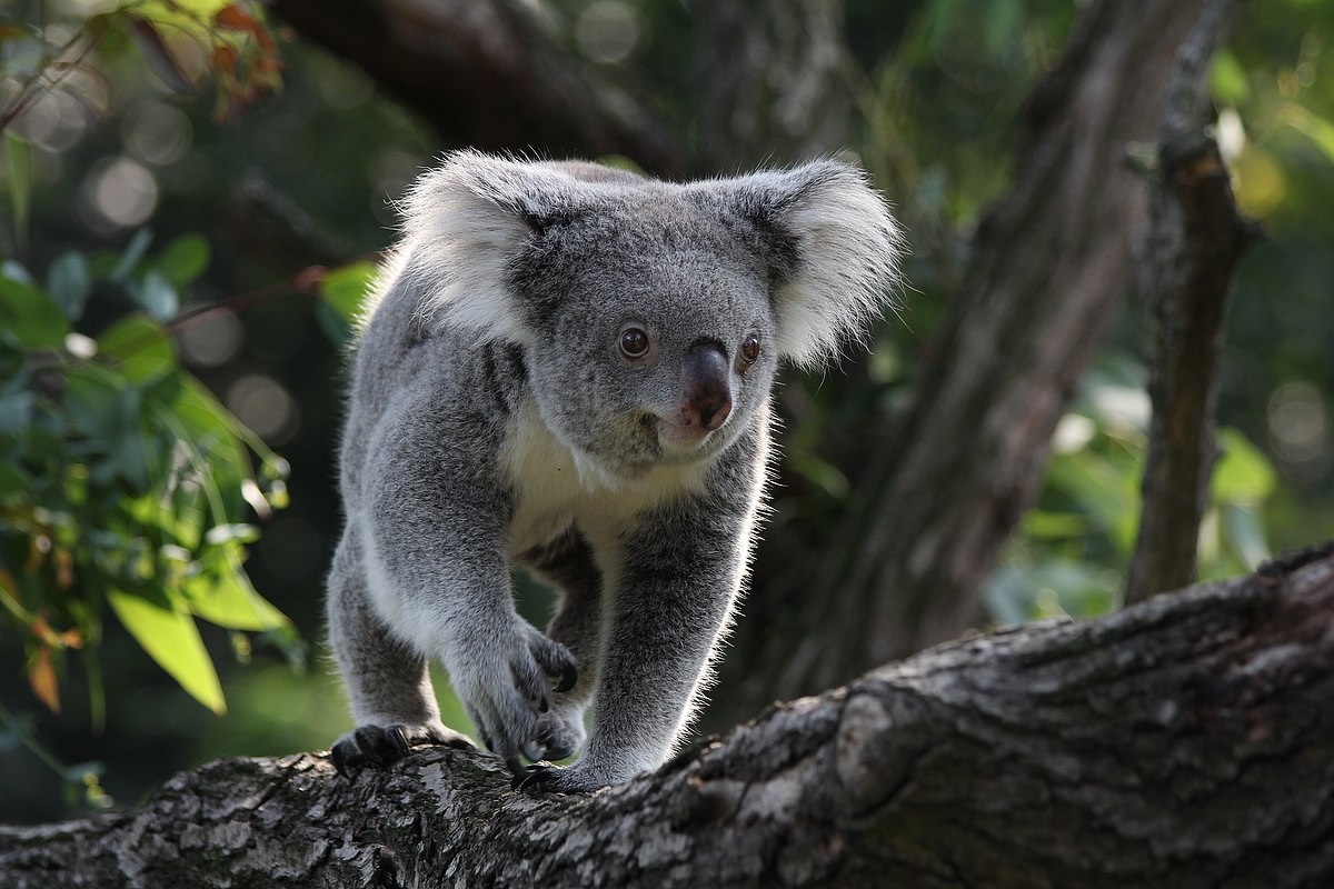 Koalas: Characteristics, Evolution, History, Anatomy, Populations, Diet ...