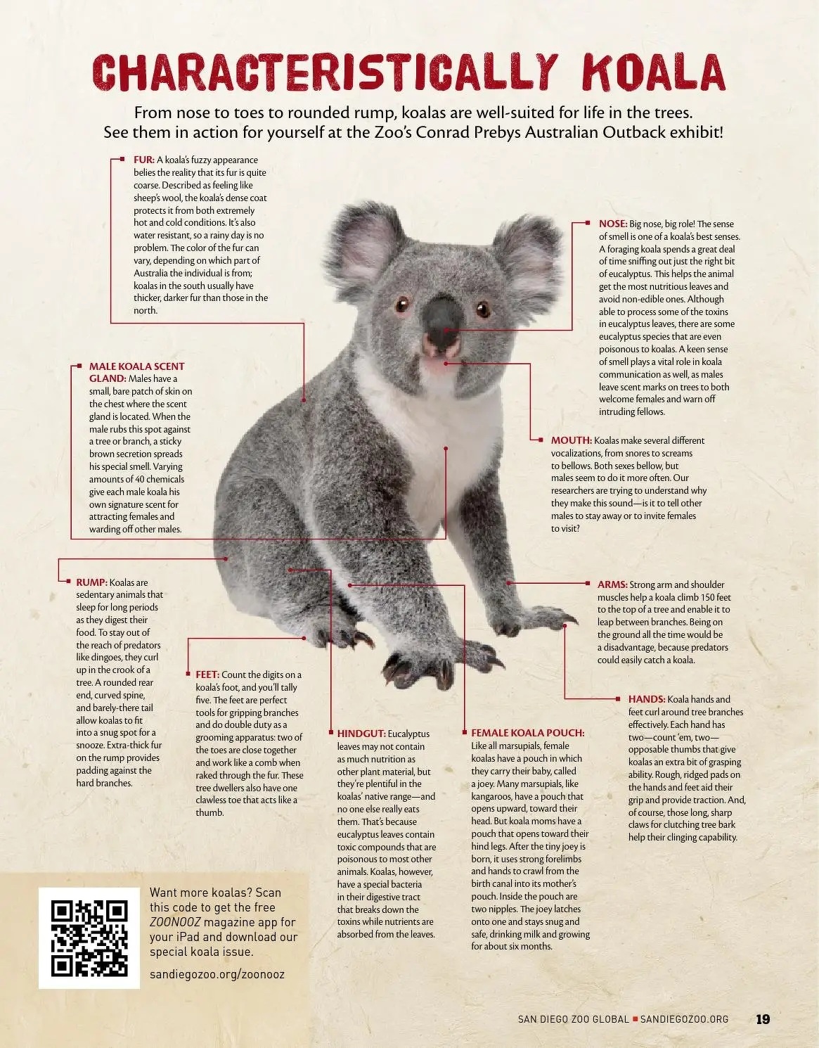 Koalas: Characteristics, Evolution, History, Anatomy, Populations, Diet ...