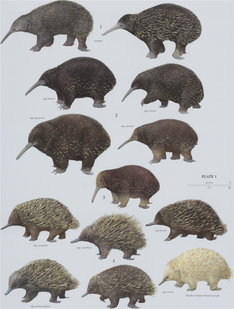 Echidnas: Characteristics, Behavior and Reproduction | Sea Life ...