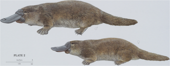 Platypuses: Characteristics, Behavior and Reproduction | Sea Life ...