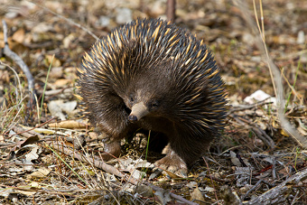 Short-Beaked Echidnas: Characteristics, Behavior and Reproduction | Sea ...