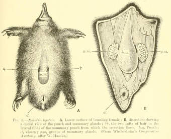 Monotremes: History, Evolution, Characteristics, Behavior, Reproduction ...
