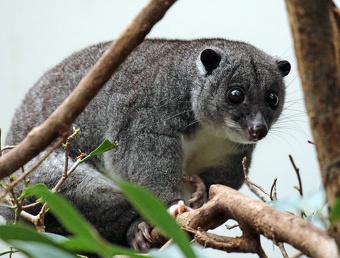 Cuscuses: Characteristics, Species, Behavior and Reproduction | Sea ...