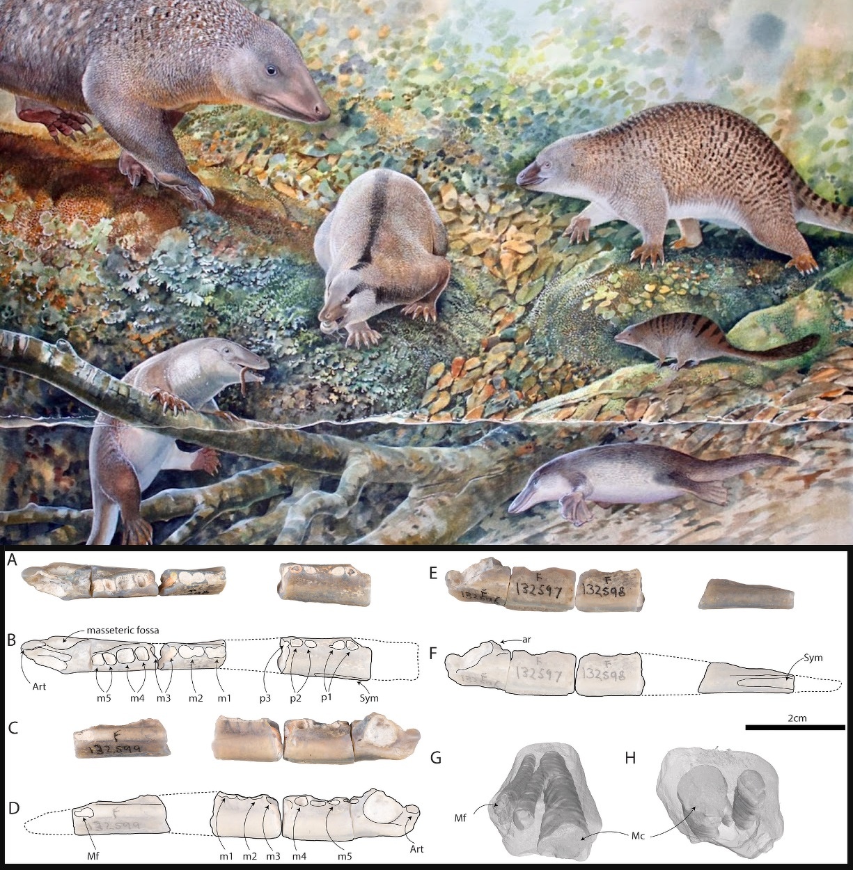 Platypuses: Characteristics, Behavior and Reproduction | Sea Life ...