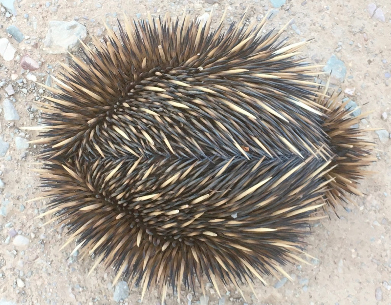 Short-Beaked Echidnas: Characteristics, Behavior and Reproduction | Sea ...