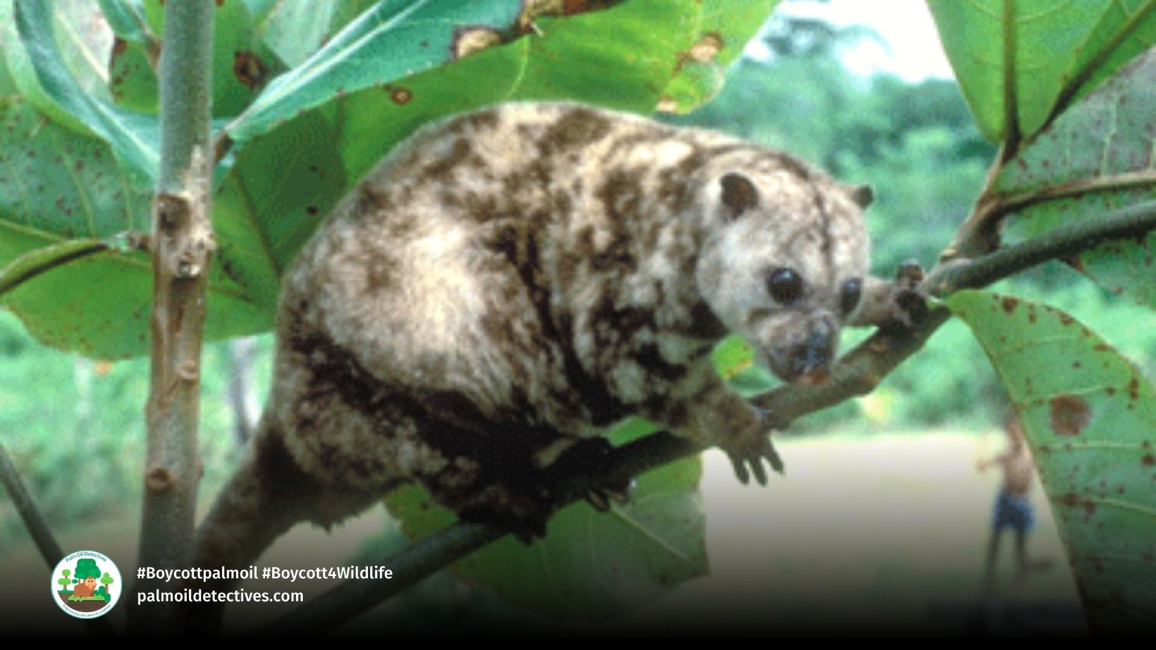 Cuscuses: Characteristics, Species, Behavior and Reproduction | Sea ...