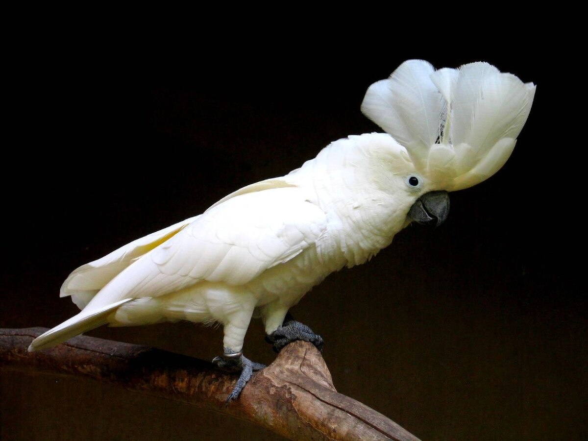 Cockatoo Species: Characteristics, Behavior and Reproduction | Sea Life ...