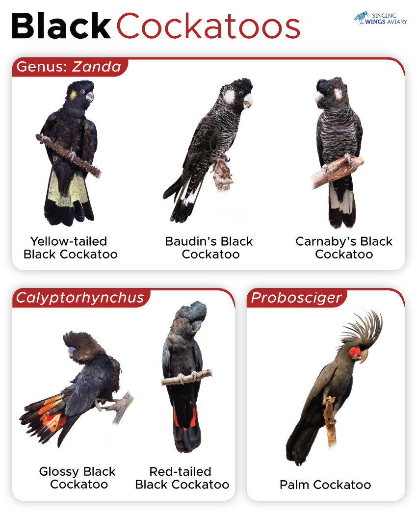 Cockatoo Species: Characteristics, Behavior and Reproduction | Sea Life ...