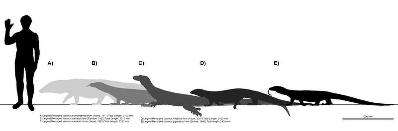 Monitor Lizards of New Guinea: Species, Characteristics, Behavior and ...