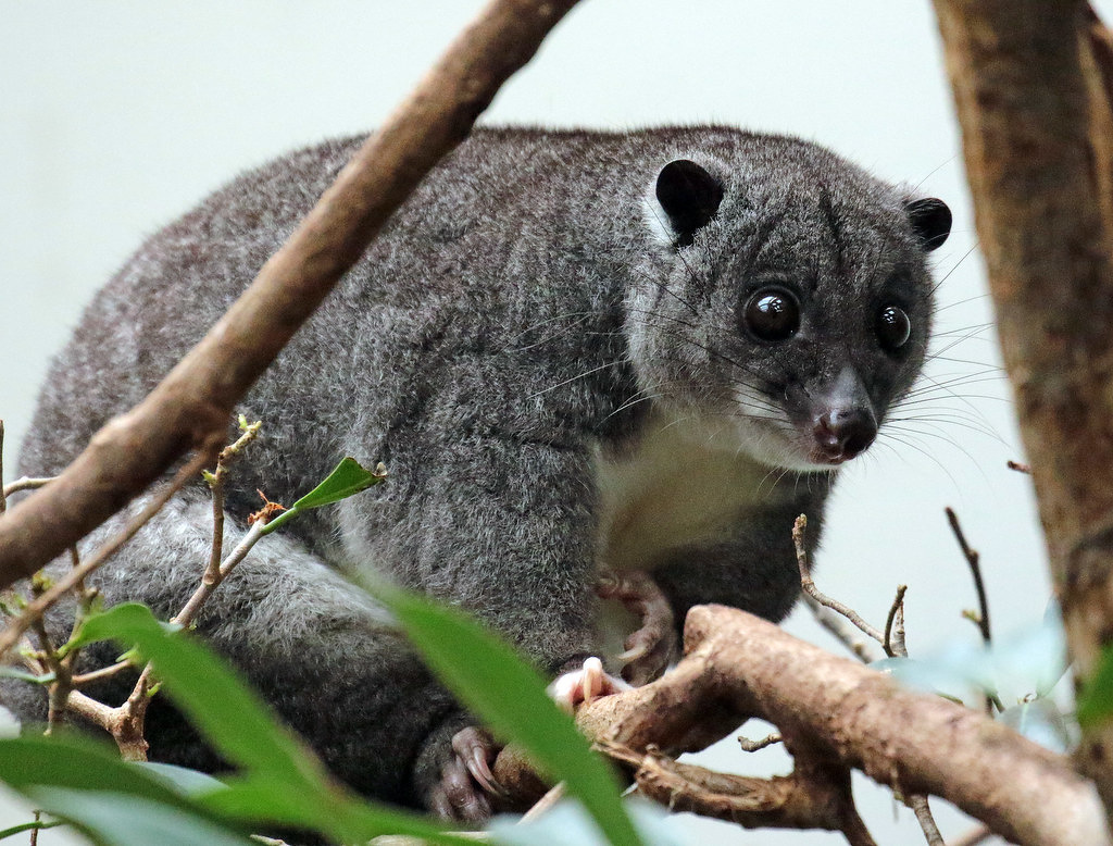 Cuscuses: Characteristics, Species, Behavior and Reproduction | Sea ...