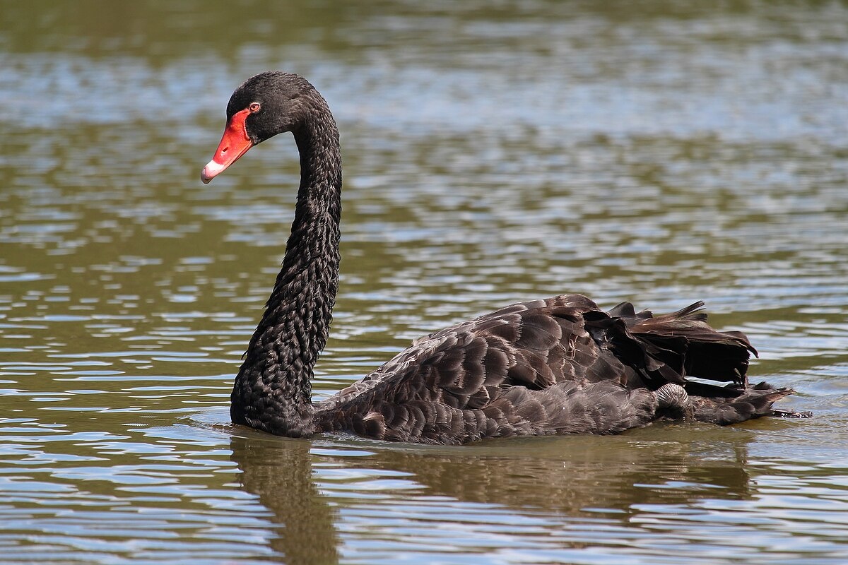 Black Swans: Characteristics, Behavior and Reproduction | Sea Life ...