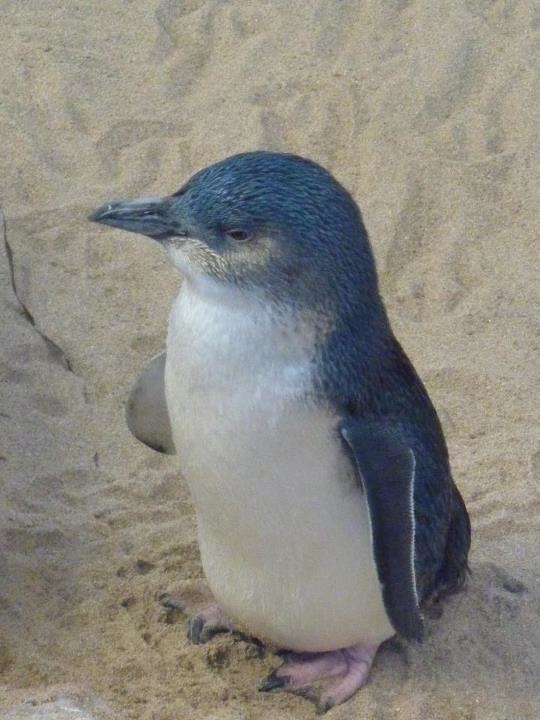 Little Penguins: Characteristics, Behavior and Reproduction | Sea Life ...