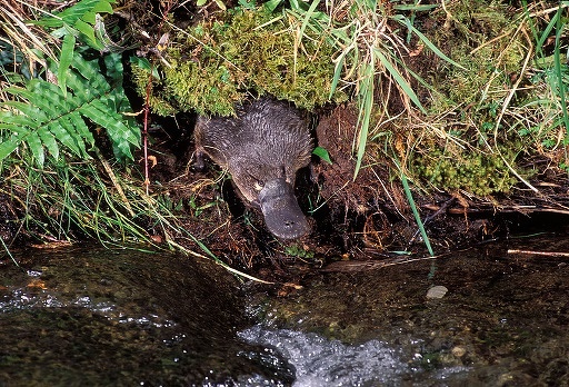 Platypuses: Characteristics, Behavior and Reproduction | Sea Life ...