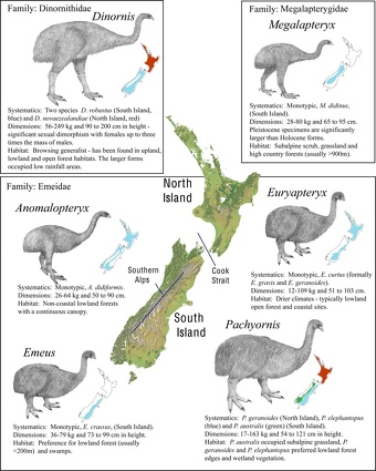 Moa Species: Giant, Small and Heavy-Footed Ones | Sea Life, Islands and ...