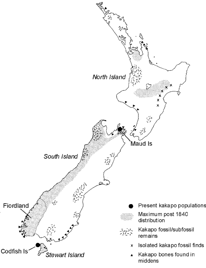 Kakapo: Characteristics, Behavior, Reproduction, Saving them from ...