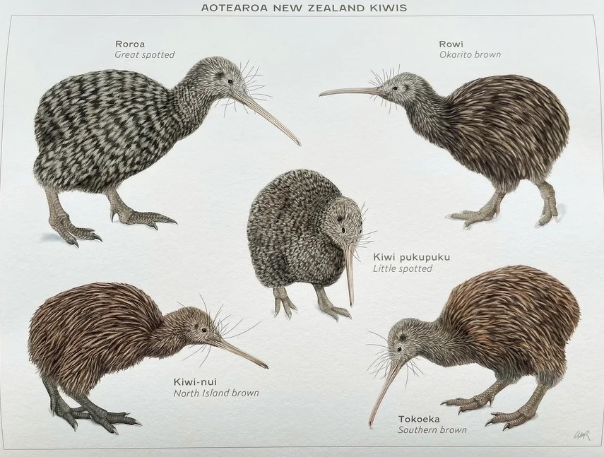 Kiwi Species: Northern, Southern, Brown, Spotted, Largest, Smallest ...