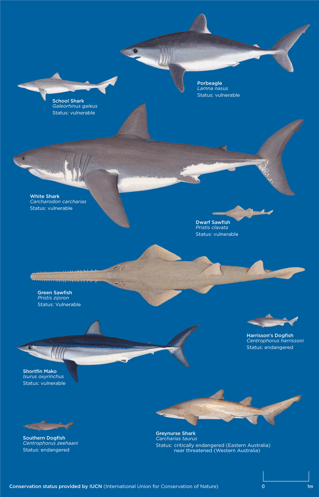Sharks of Australia: Species, Characteristics, Behavior and ...