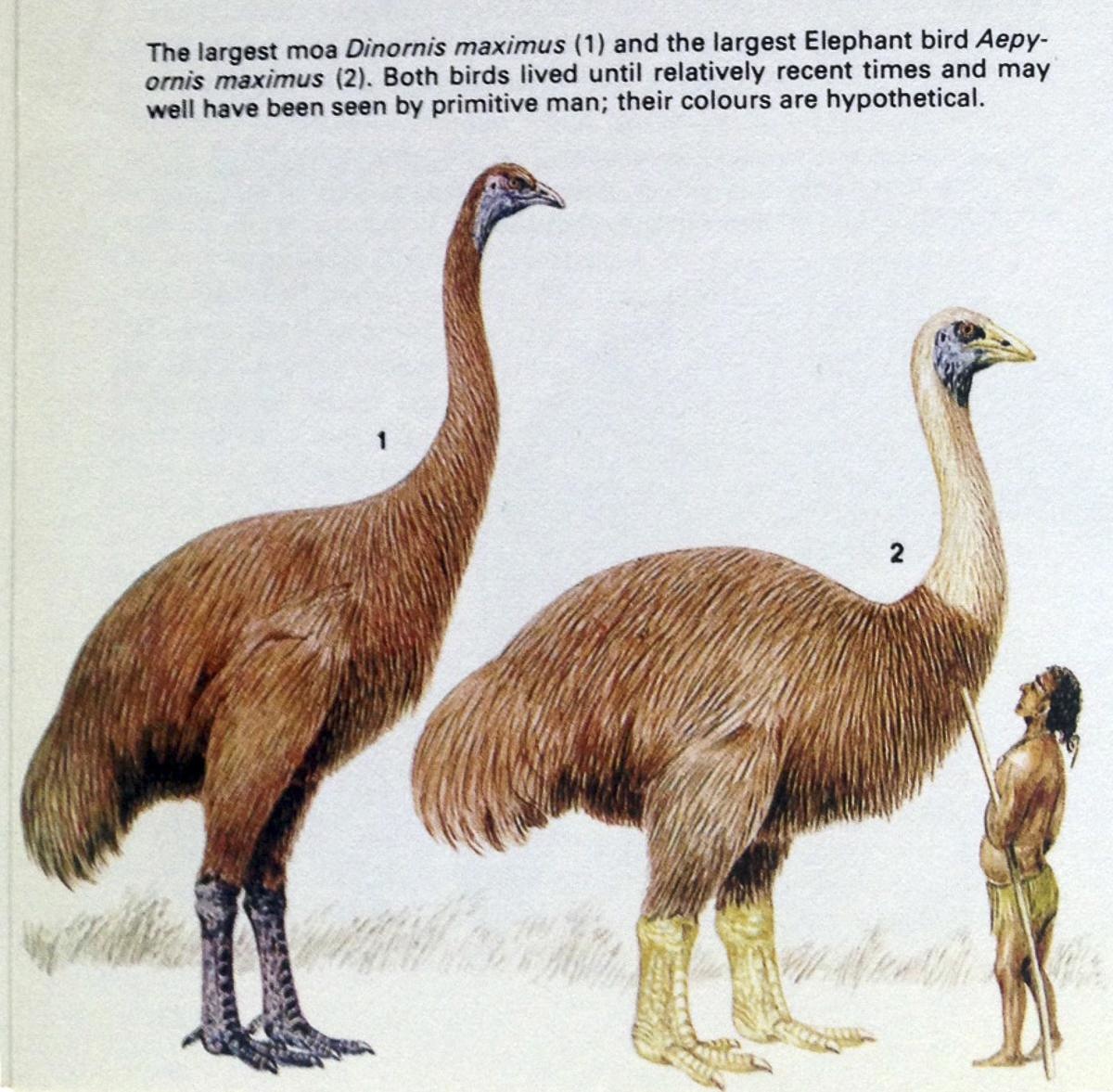 Moas: History, Characteristics, Reproduction, Extinction, De-Extinction ...