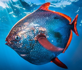 Opah — The Only Known Warm-Blooded Fish — Characteristics and Fishing ...