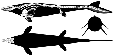 Mosasaurs and Other Giant Dinosaur-Era Ocean Predators: Diversity ...