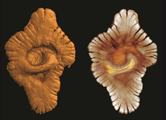 World's Oldest Complex Life Forms and Early Steps in the Development of ...